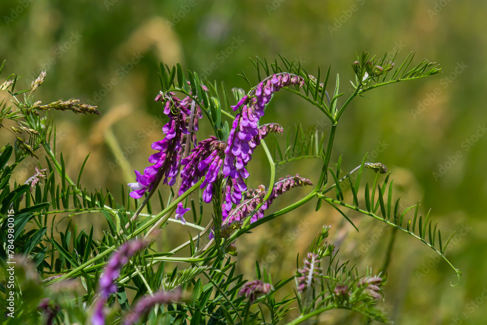 Vetch, vicia cracca valuable honey plant, fodder, and medicinal plant ...
