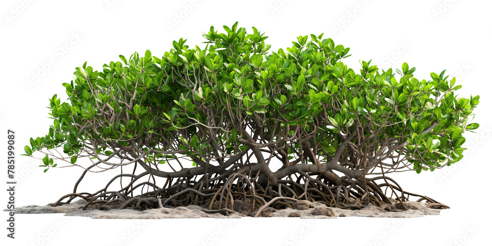 Mangrove tree isolated on transparent background Stock Photo | Adobe Stock