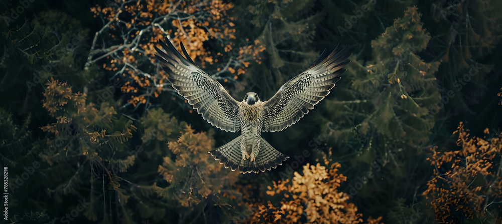 Peregrine Falcon: Photographed with an aerial drone to capture a top ...