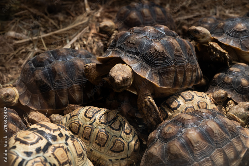 A group of brown and tan turtles are laying on the ground. The turtles ...