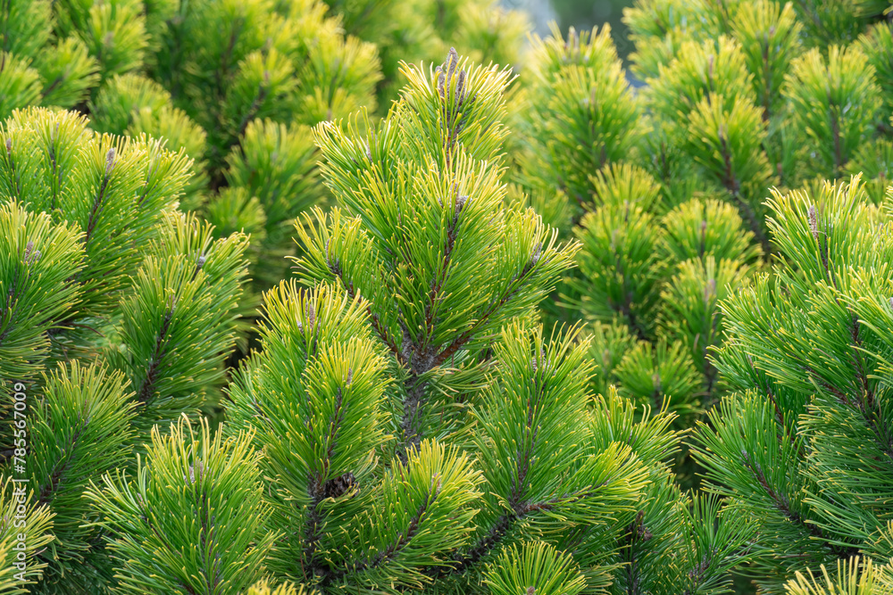 Young branches mountain pine of evergreen plants. Green dwarf ...