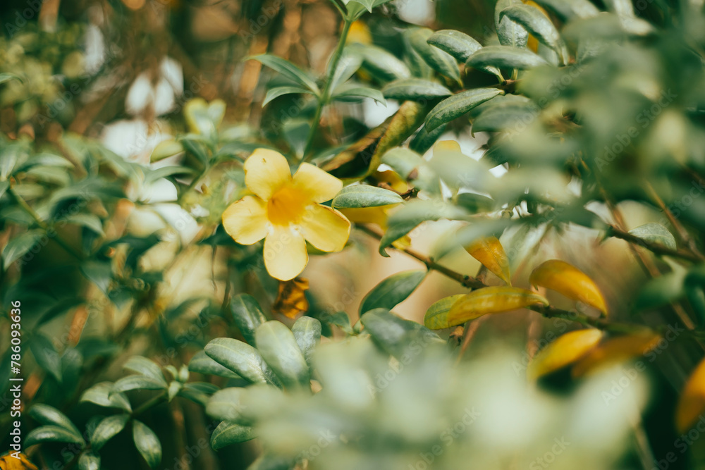 Allamanda blanchetii, Allamanda blanchetii Belongs to herbaceous ...
