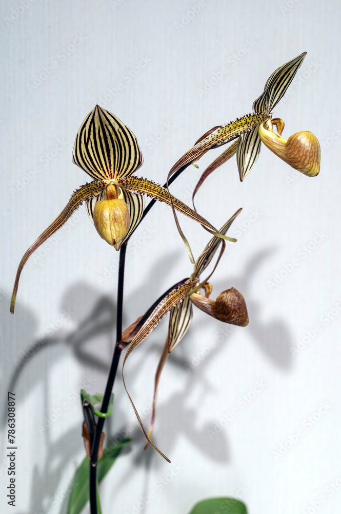 Paphiopedilum Saint Swithin (rothschildianum x philippinense), a ...
