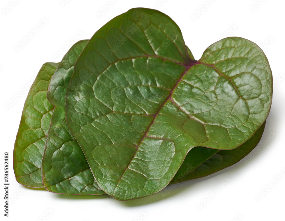 malabar spinach plant leaves isolated white background, ceylon, indian ...