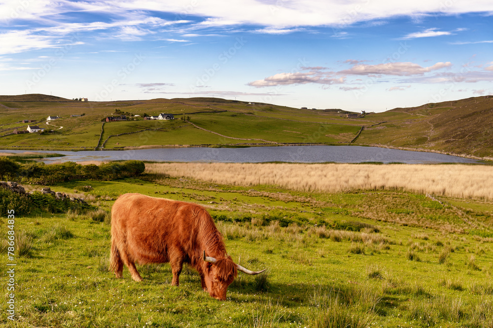 Vache des highlands rousse à grandes cornes qui broute l'herbe au bord ...