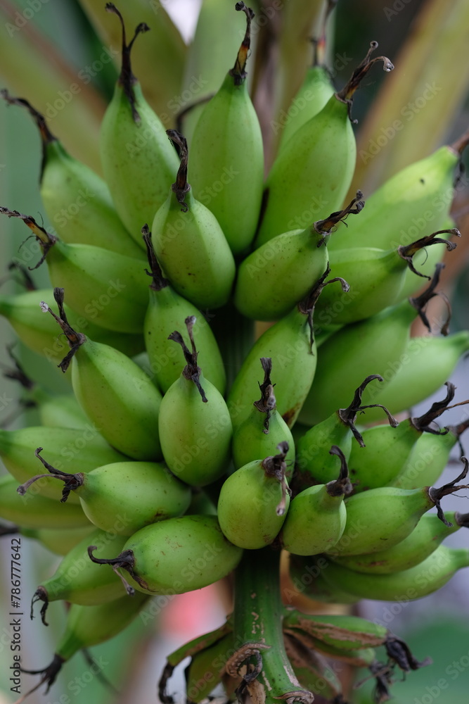 Lady Finger bananas are diploid cultivars of Musa acuminata. They are ...