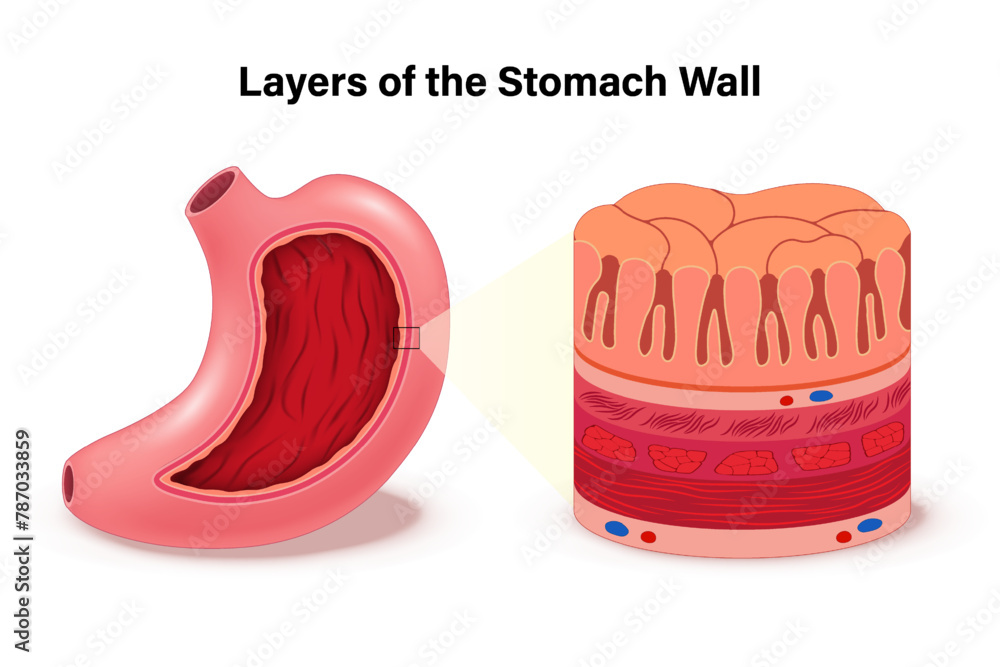 Layers of the stomach wall vector. Anatomy of the structure. Digestive ...