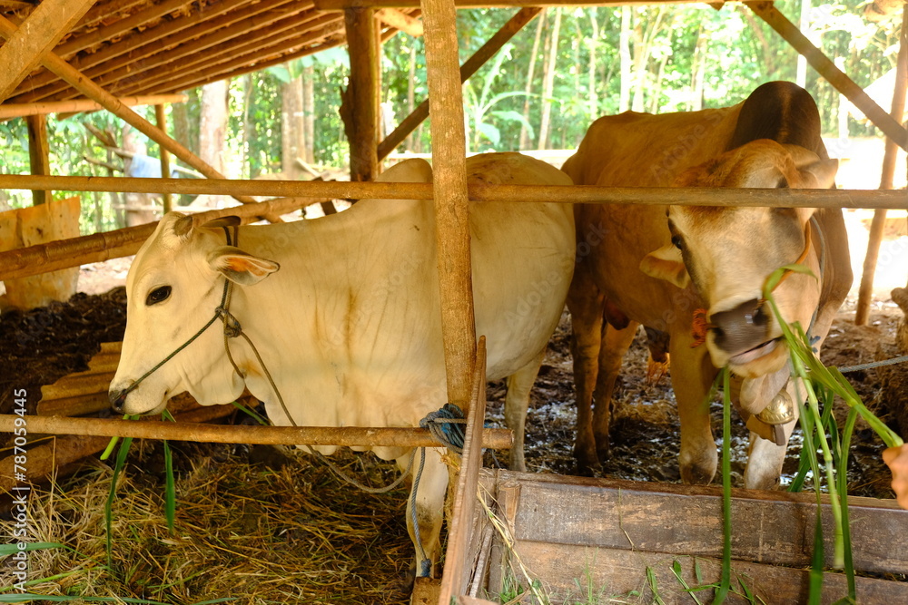 cows in the countryside. Indonesian cattle. Cows are herbivores that ...