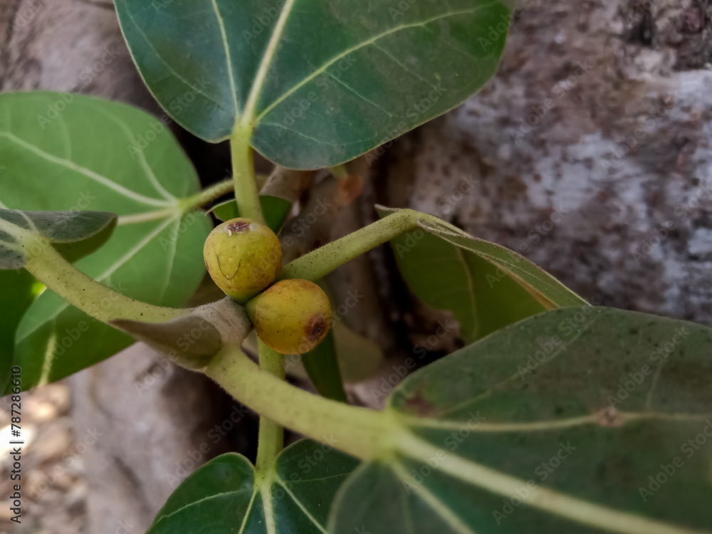 Banyan tree is the national tree of India. Fruits on the tree (Ficus ...