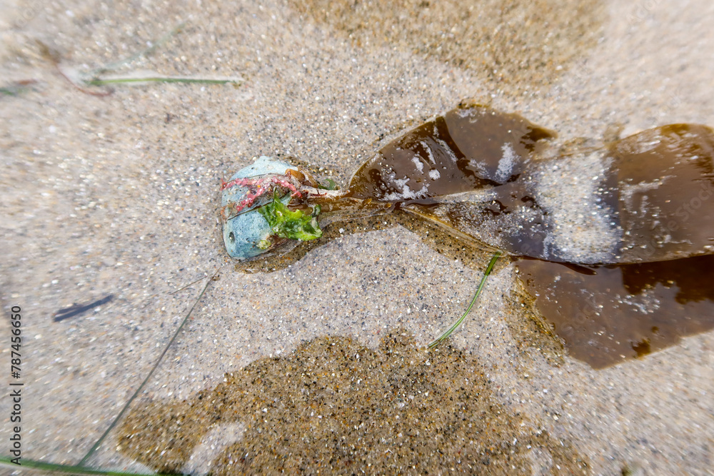 Sea Animal Shell in a tidal zone washed up by waves looking at a a Sea ...