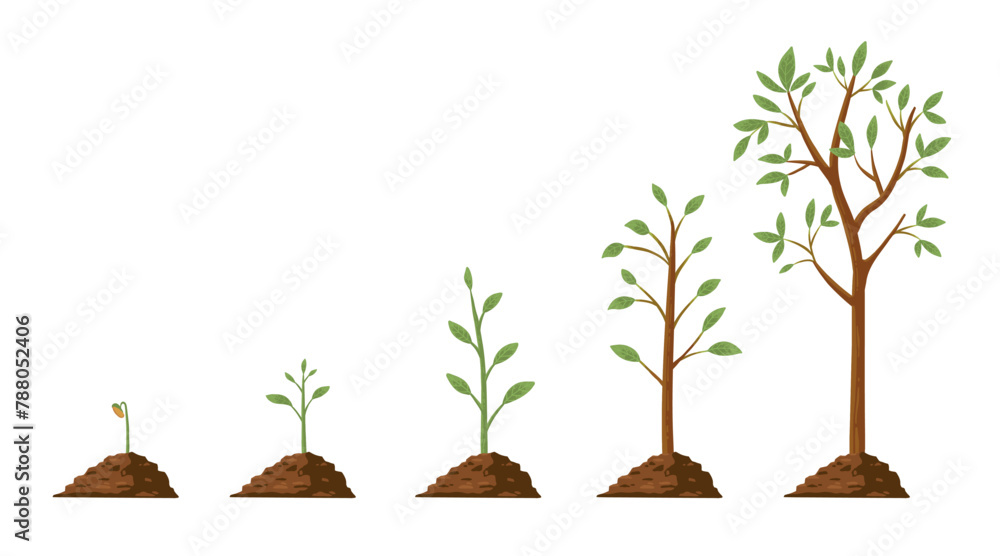 Tree grow. Plant growth from seed to sapling with green leaf. Stages of ...