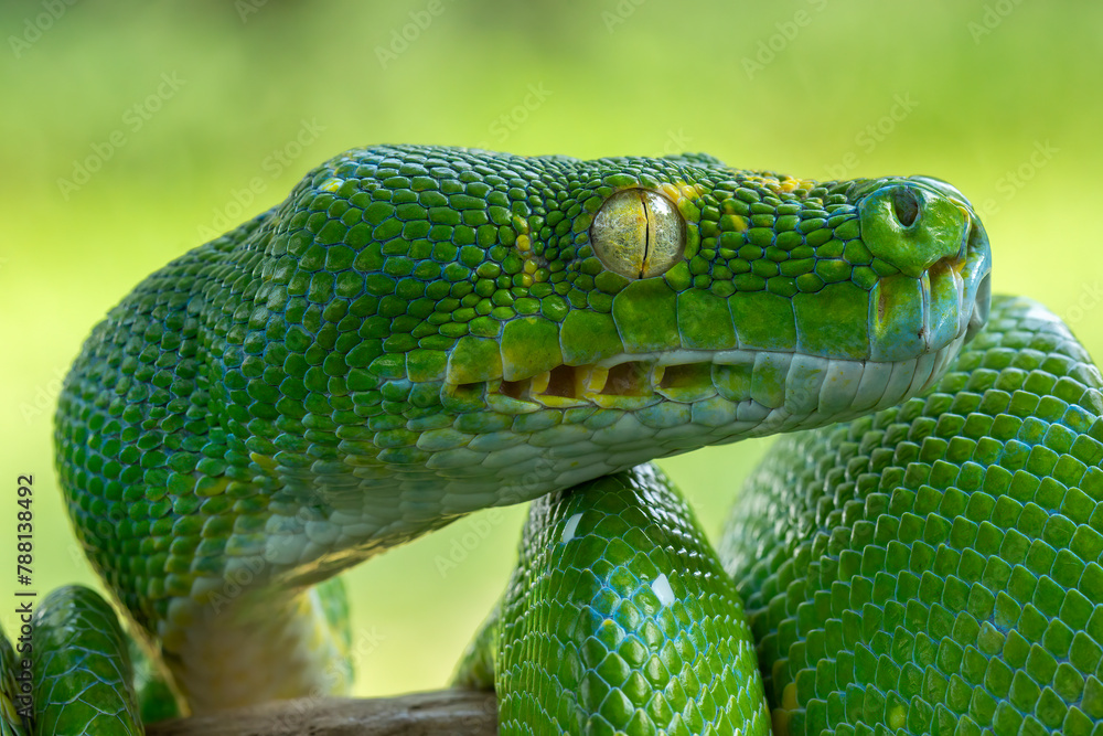 Very closeup side view head of Green Tree Python (Morelia viridis ...