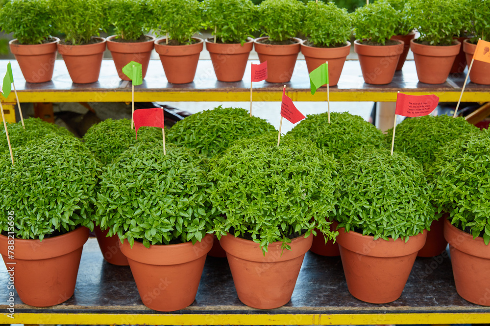 Rows of Manjerico plants with small flags on a market shelf for summer ...
