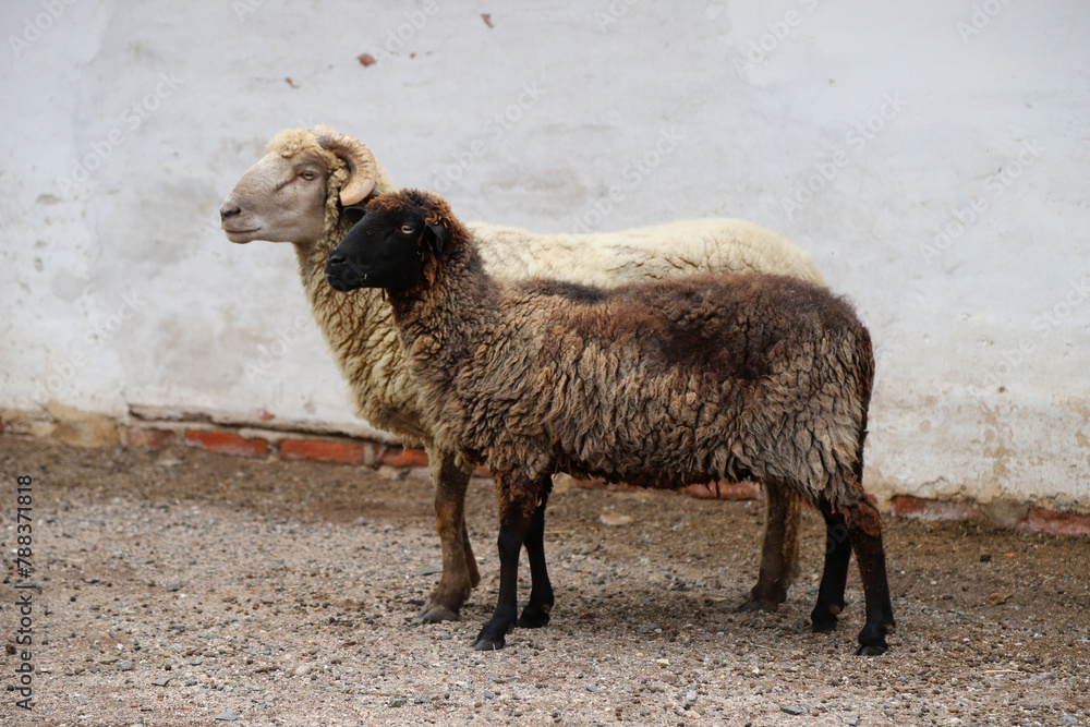 Black sheep and white ram on farm with background wall with copy space ...