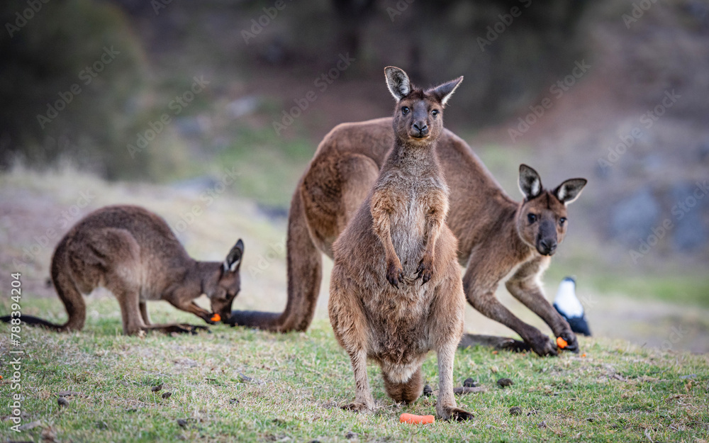 Group of western grey kangaroos (Macropus Fuliginosus), a subspecies of ...