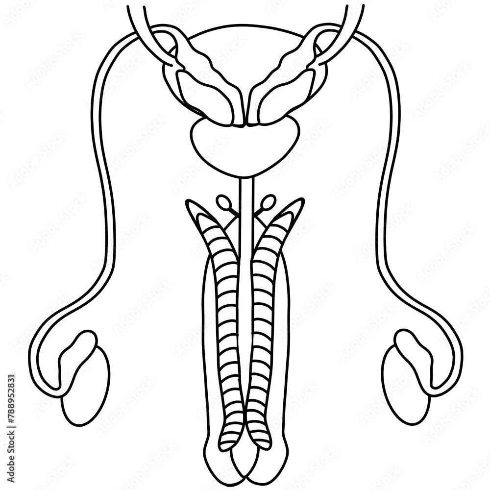 Male Reproductive System. Stock Illustration | Adobe Stock