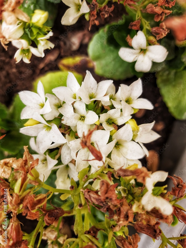 Kalanchoe blossfeldiana is a commonly cultivated evergreen house plant ...