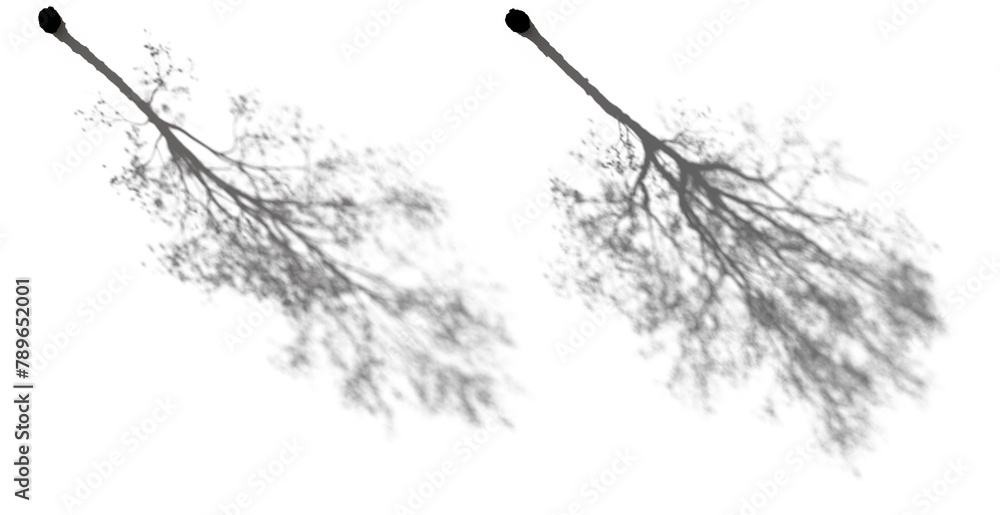 Realistic aesthetic shadow from big tree isolated png on a transparent ...