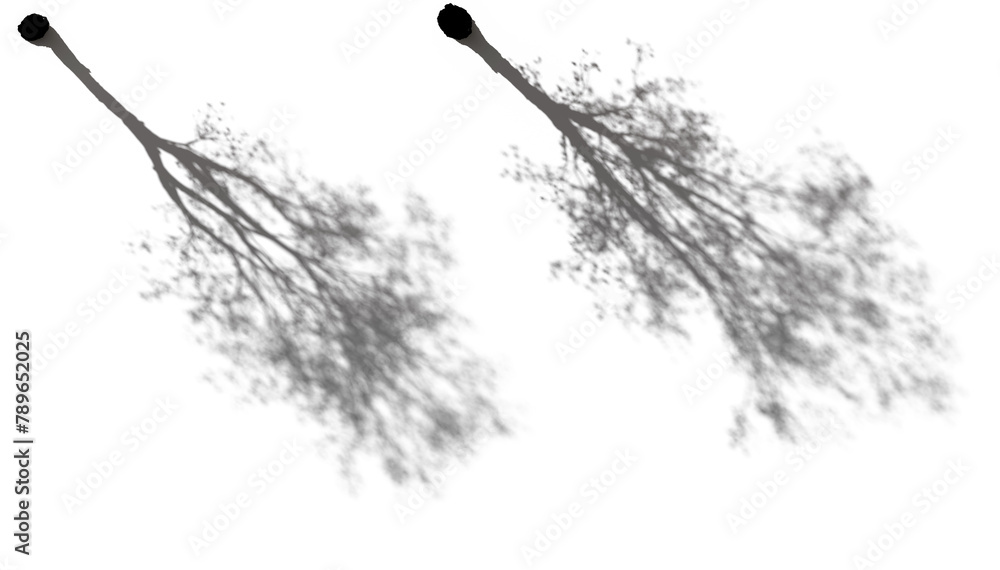 Realistic aesthetic shadow from big tree isolated png on a transparent ...