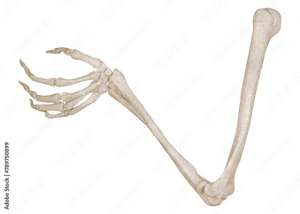 Skeleton arm png sticker, vintage aesthetic, transparent background ...