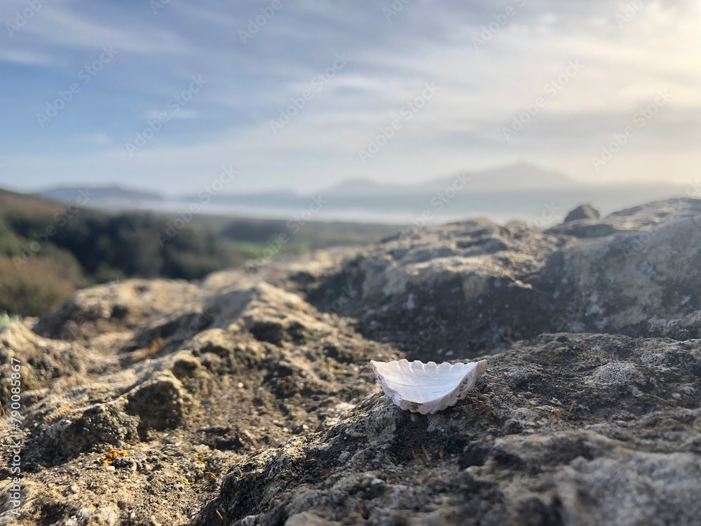 Sea shell laying on rocks with mediterranean greenery and mountains in ...