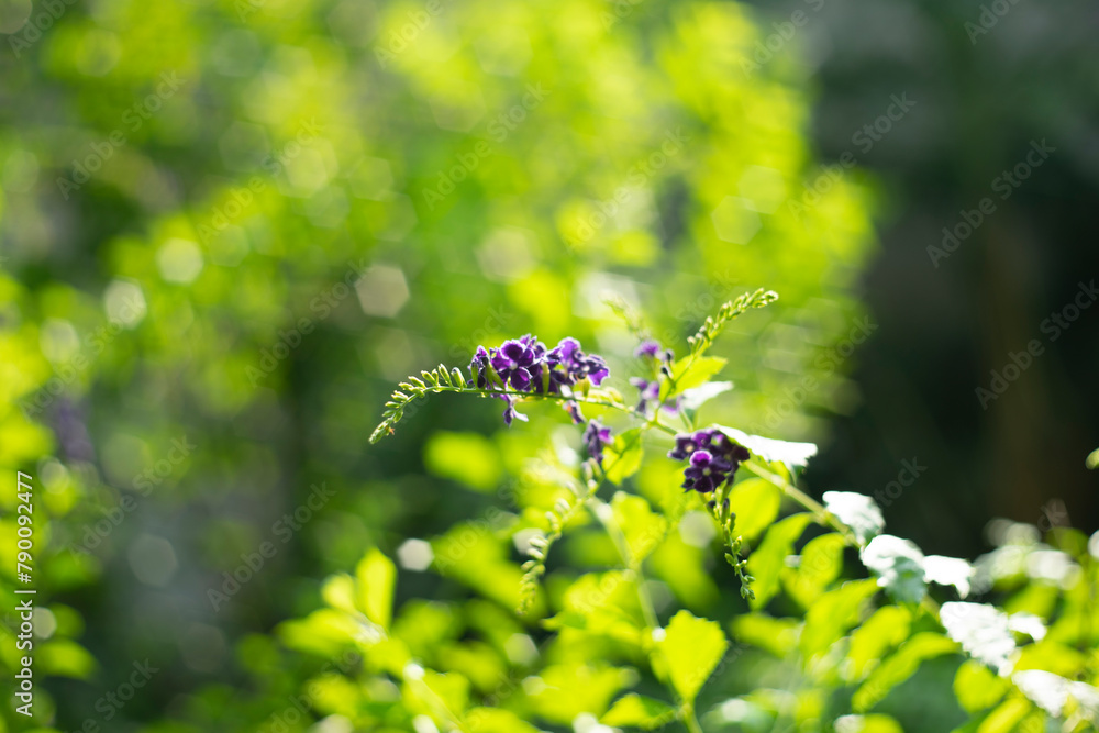 Duranta Erecta,Skyflower,Blue Flowers of Sapphire Showers (Duranta ...