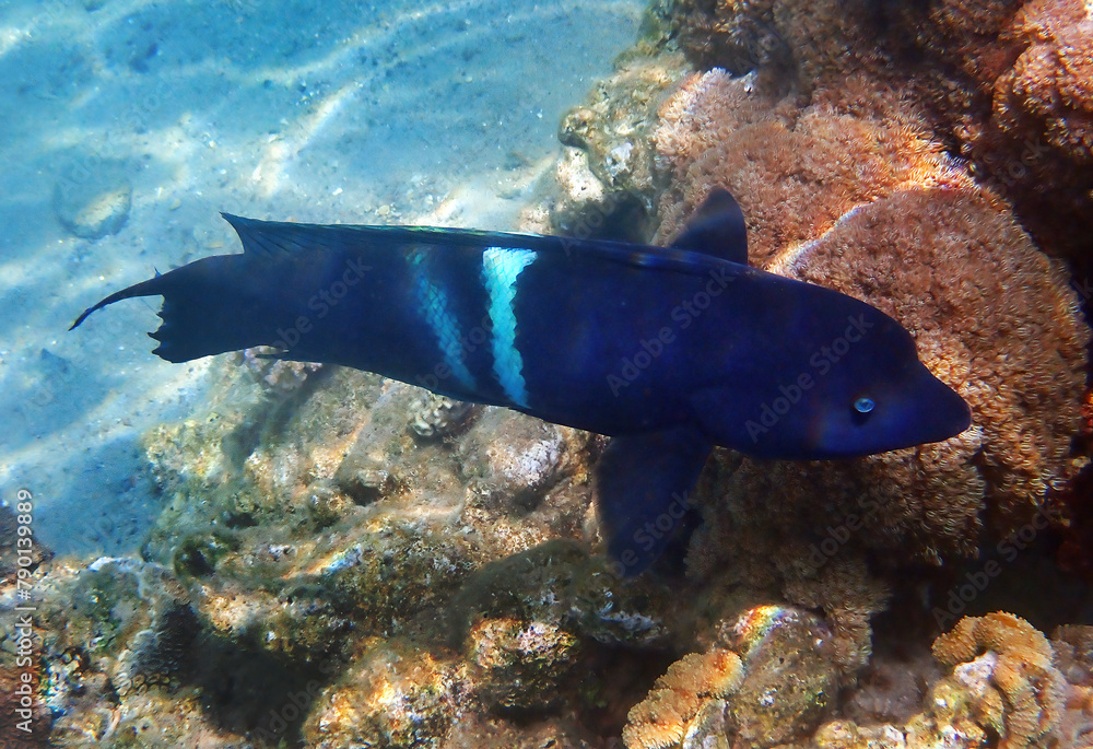 Adult male of coral wrasse fish known as Clown coris, it belongs to the ...