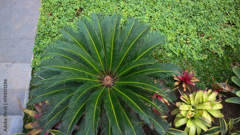 Cycas revoluta or sago palm is a species of gymnosperm in the family ...