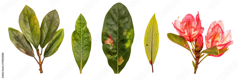 set of rhododendron leaves, varying in shape and color, isolated on ...