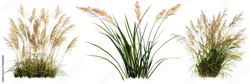 set of ornamental grasses, known for their flowy textures and wind ...