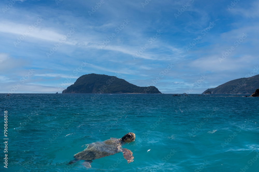 Loggerhead sea turtle spotted swimming in Marathonisi also known as ...