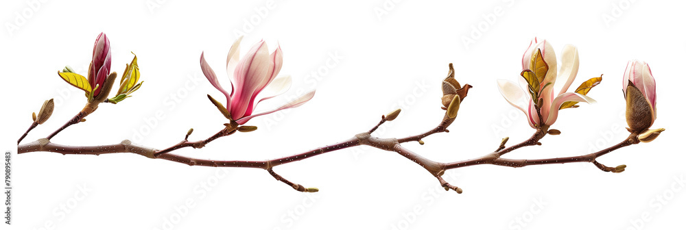 set of magnolia branches, with buds ready to bloom, isolated on ...