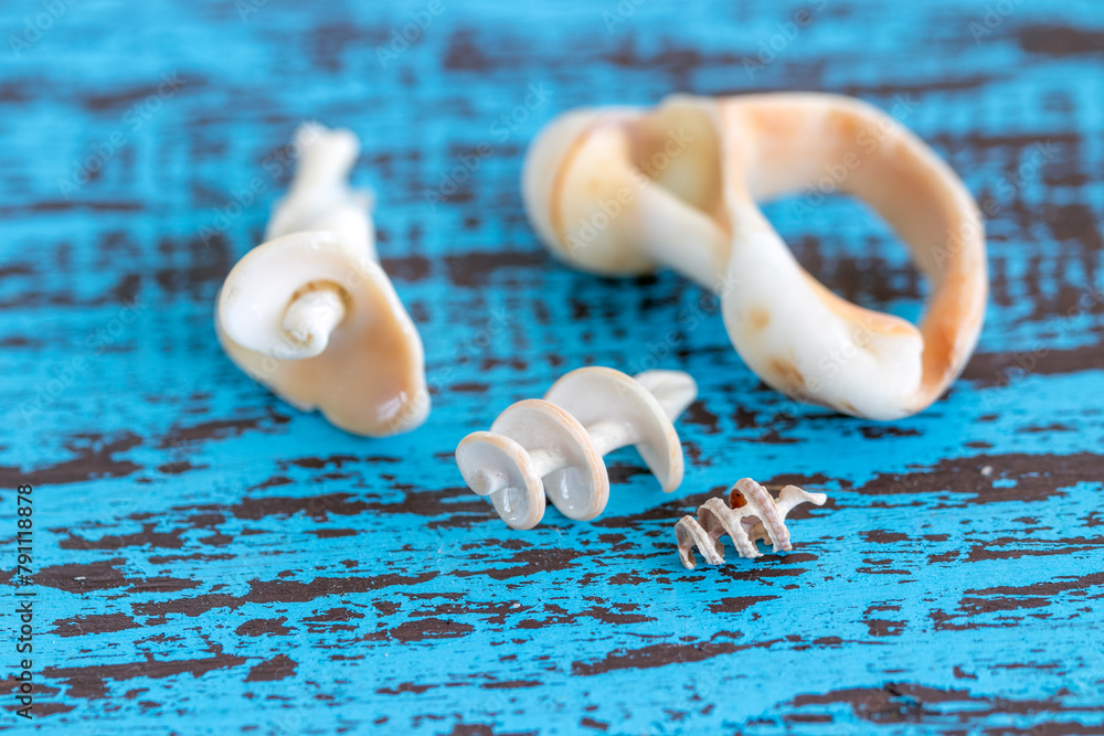 Seashells that have been broken and the golden ratio structure inside ...