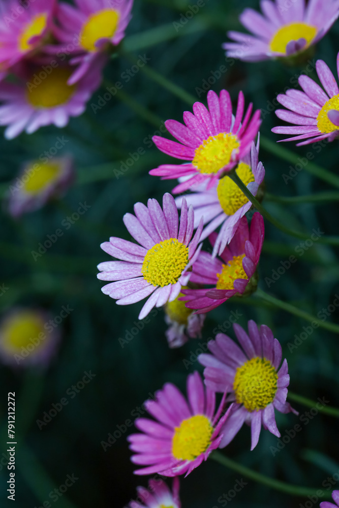Native Australian brachyscome Multifida Cut-Leafed Daisy plant with ...