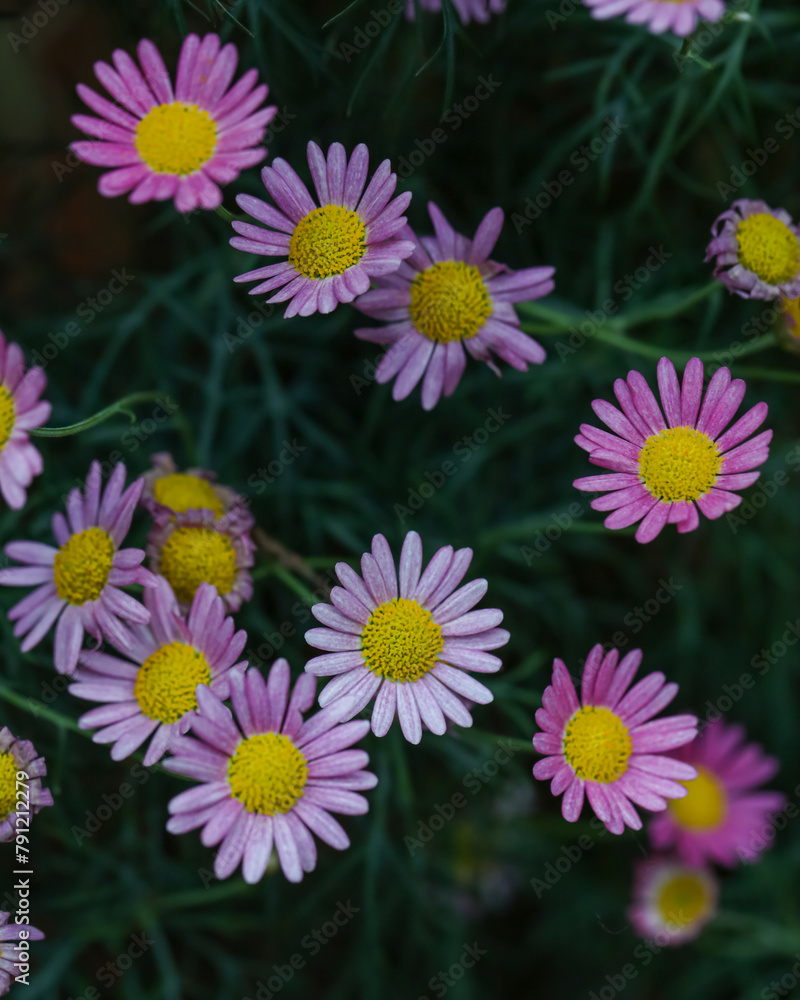 Native Australian brachyscome Multifida Cut-Leafed Daisy plant with ...