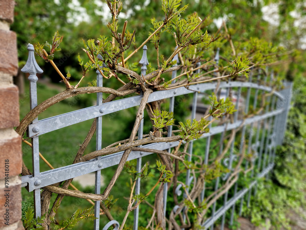 the forged plot is overgrown with wisteria and ornamental shrubs ...