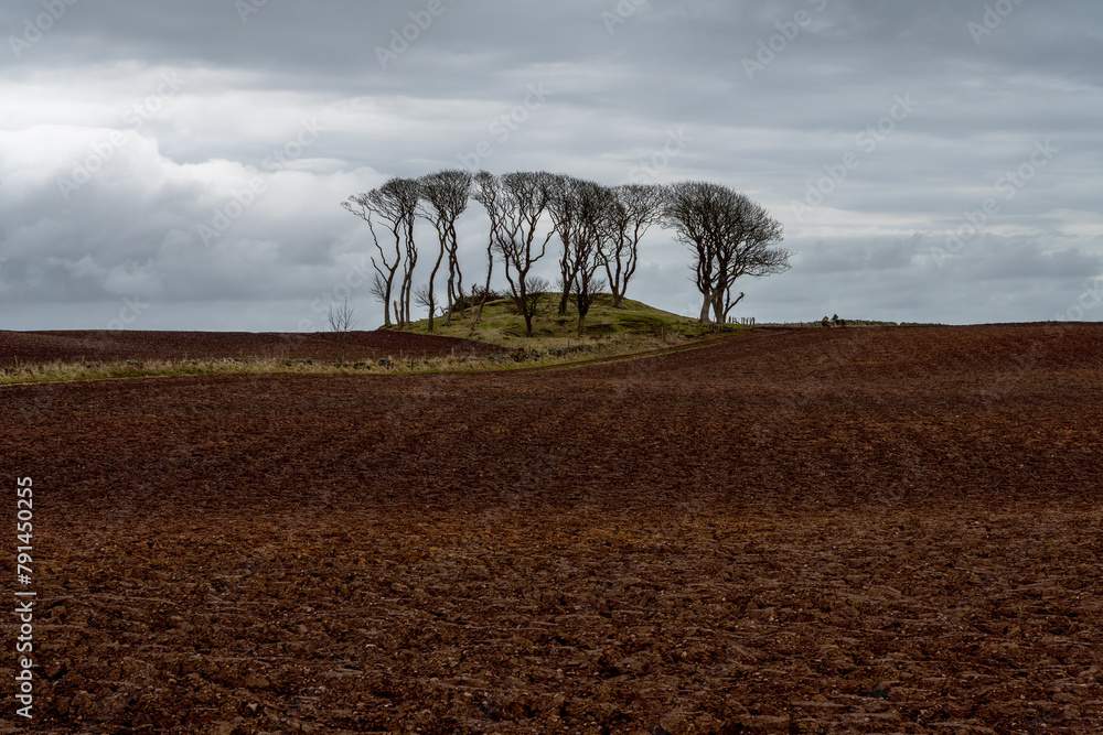 Little mound of earth protecting these trees from the farmers plough or ...