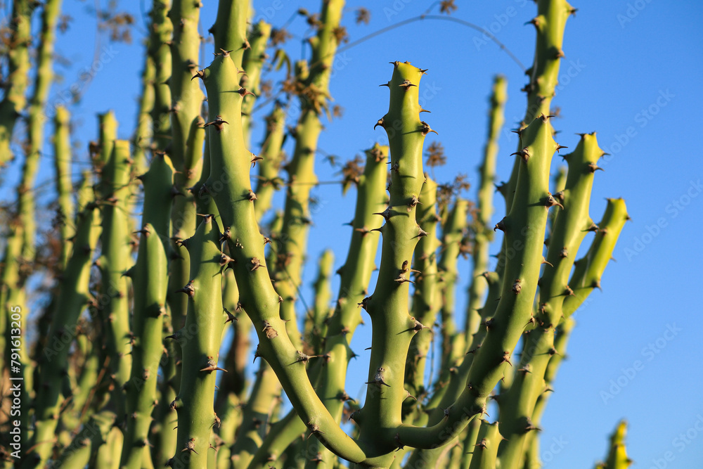Euphorbia caducifolia Thhor, Euphorbia caducifolia, the mascot of Thar ...