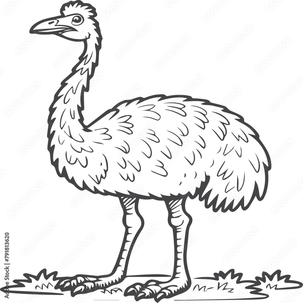 Emu bird coloring pages for coloring book 素材庫向量圖 | Adobe Stock