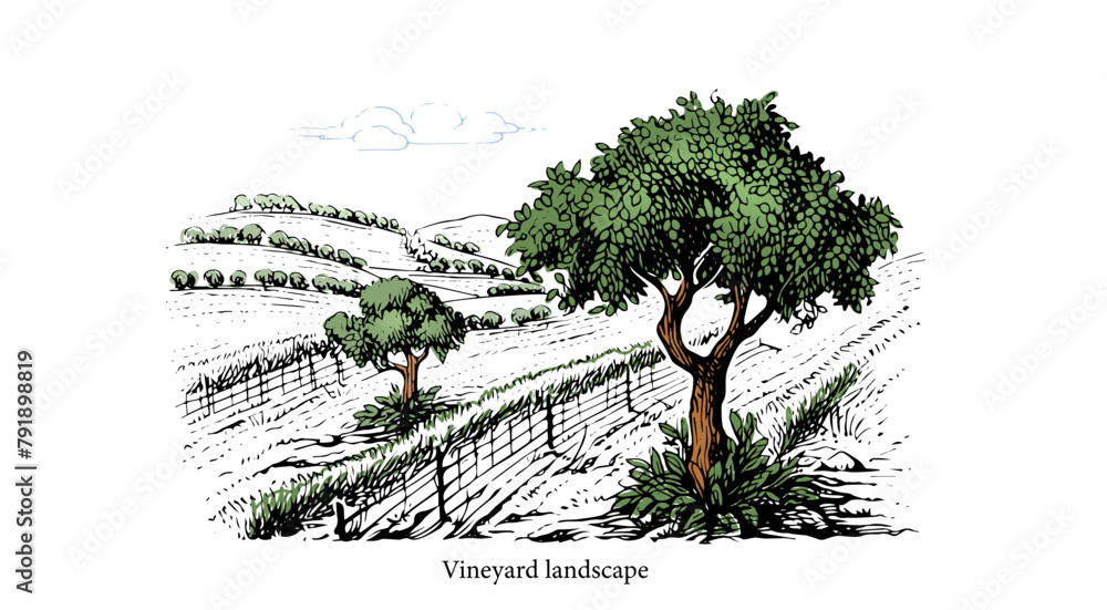 Rural landscape with trees in the field . Vintage hand drawn sketch ...