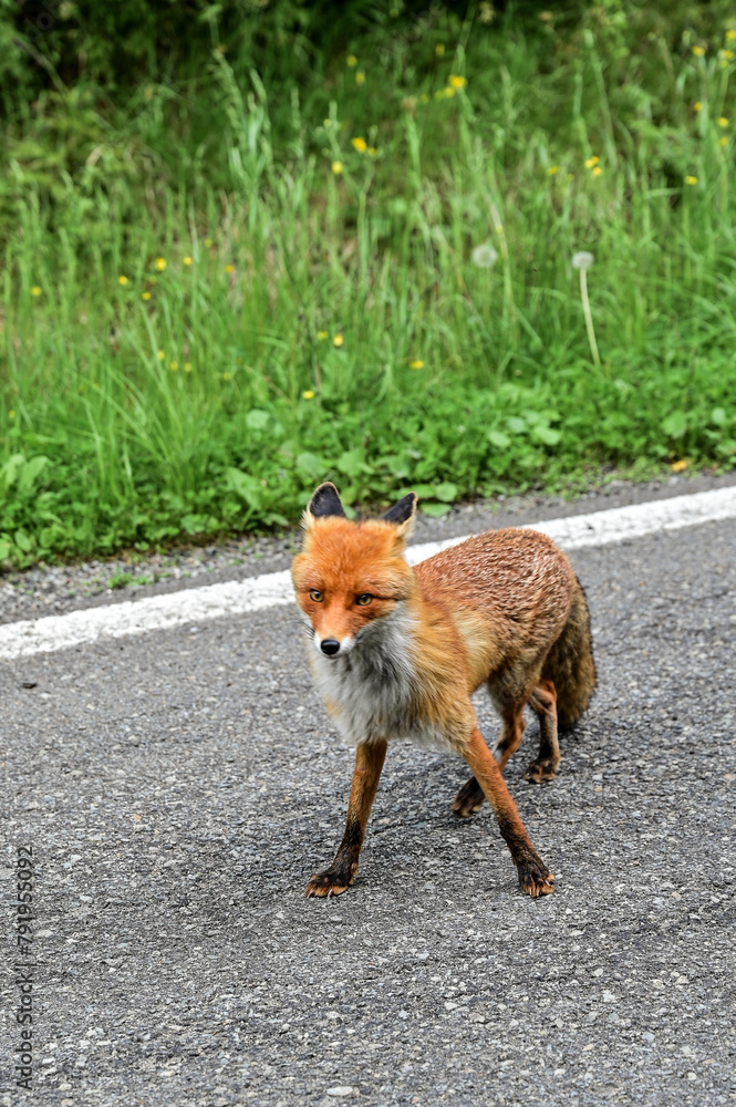 red fox vulpes (Vulpes vulpes) looks at the camera on the road of ...