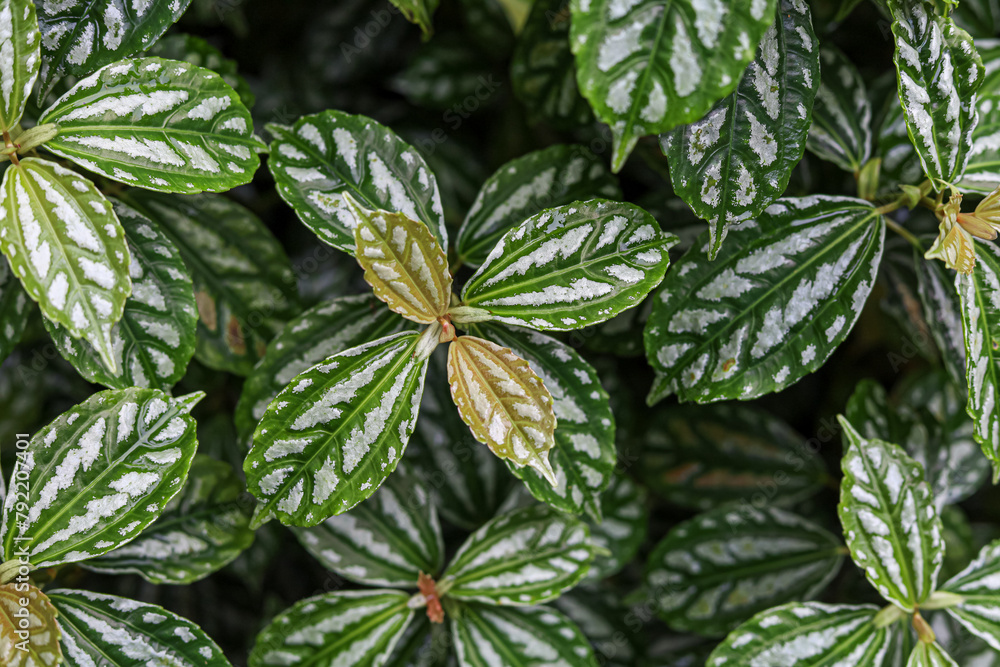Pilea cadierei, the aluminium plant or watermelon pilea, is a is an ...