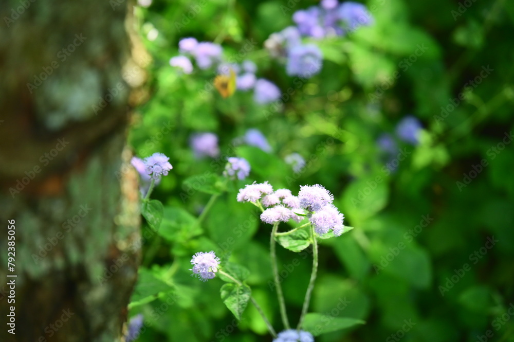 Close-up of Ageratum conyzoides in daylight spring. Ageratum conyzoides ...