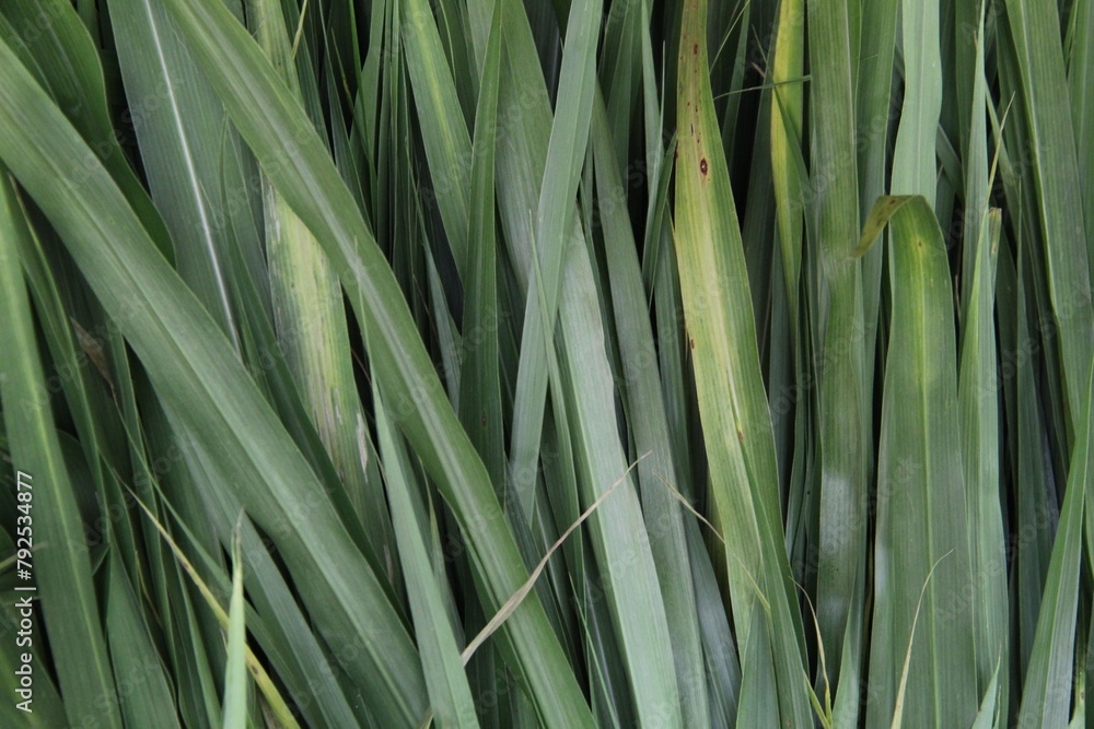 Brachiaria mutica is a species of grass known by the common names para ...