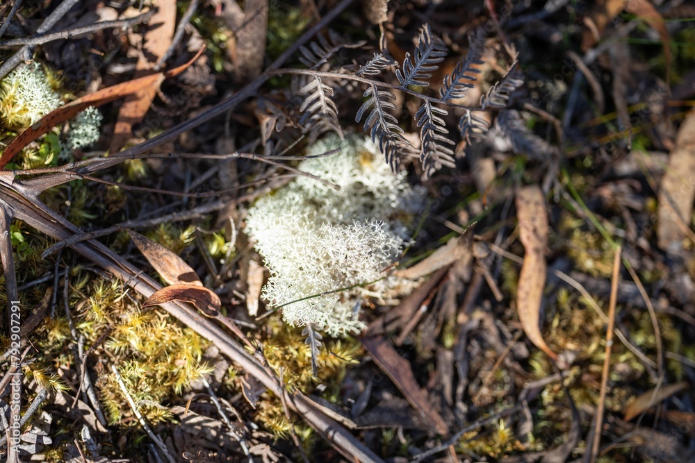 lignin and moss growing on a tree in the forest in the australian bush ...