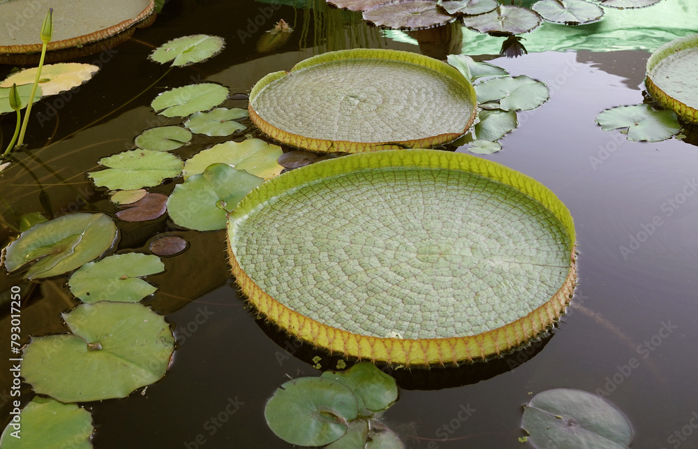 Aquatic plants. Closeup view of Victoria cruziana, also known as Irupe ...