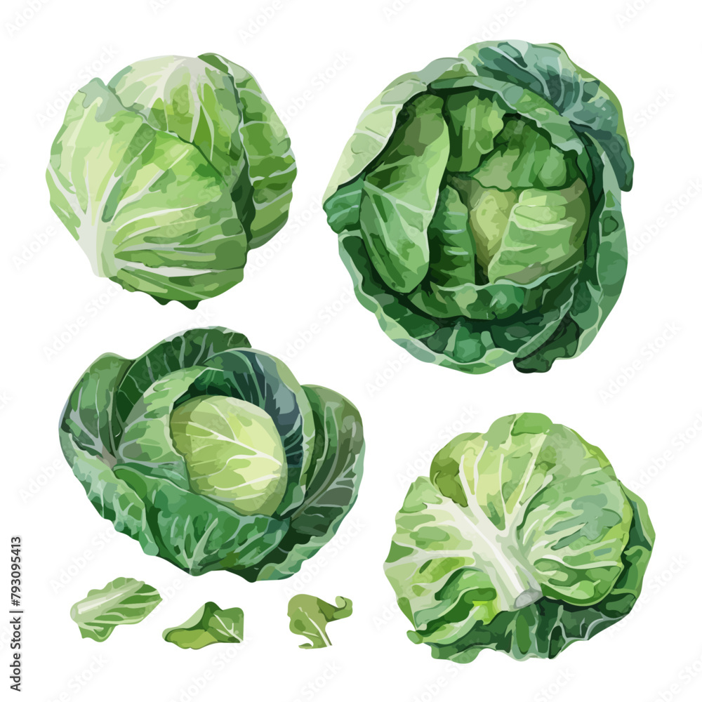Watercolor painting of cabbage, isolated on a white background, cabbage ...
