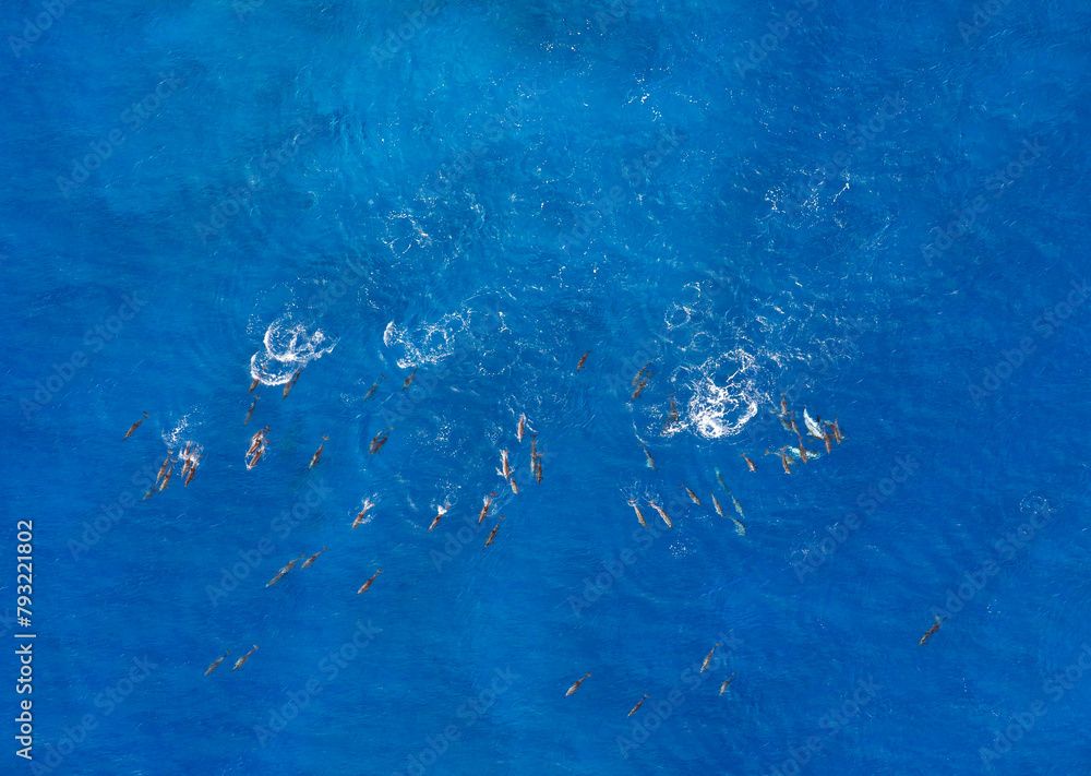 Aerial photo looking straight down at large pod of dolphins Stock Photo ...