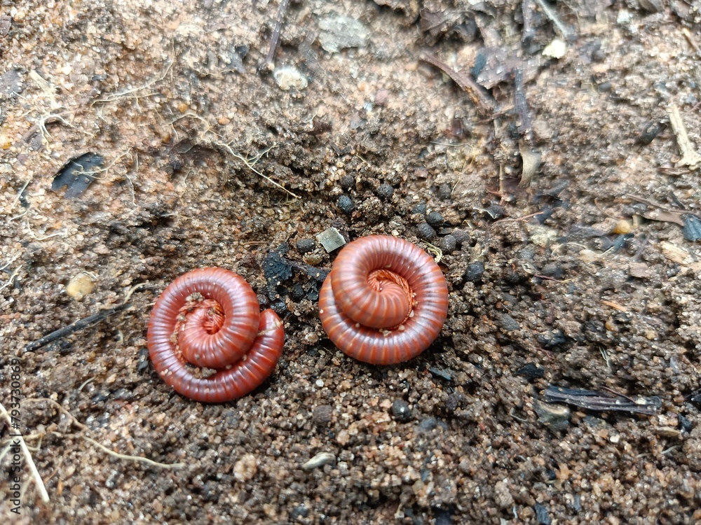Millipedes are a group of arthropods that are characterised by having ...