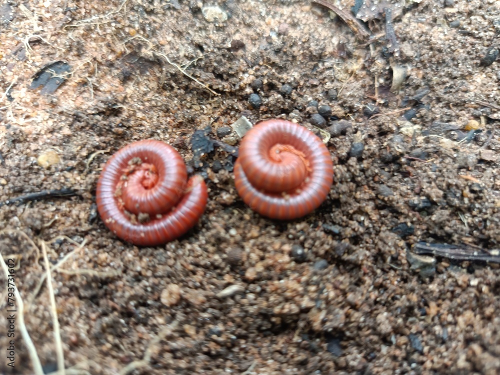 Millipedes are a group of arthropods that are characterised by having ...